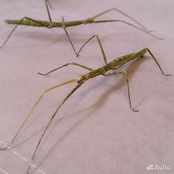 Аннамские палочники