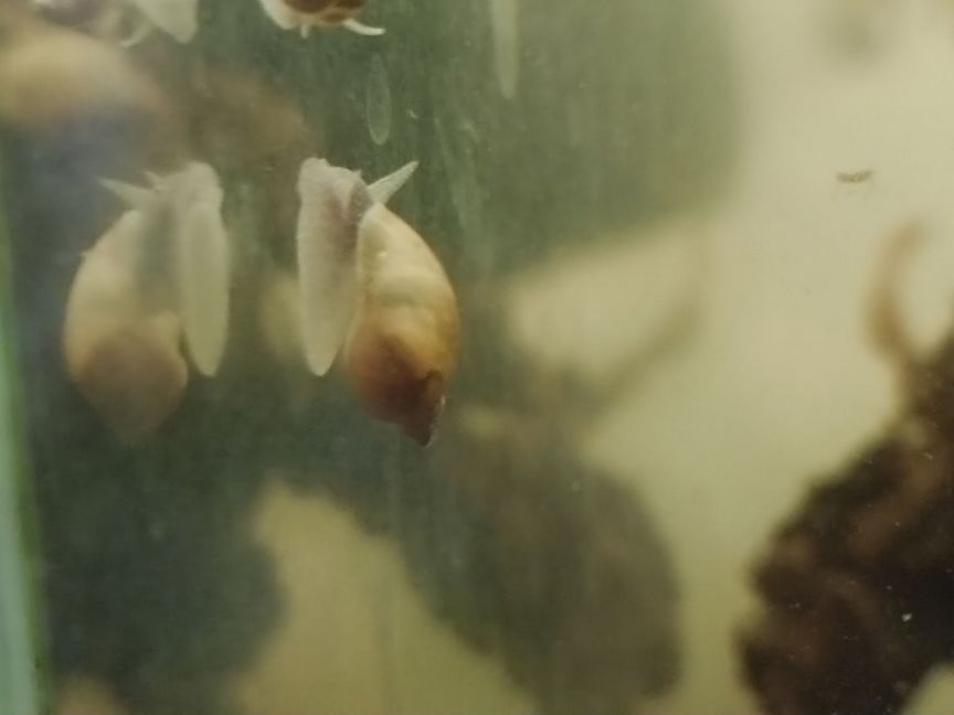 Улитки покемоны