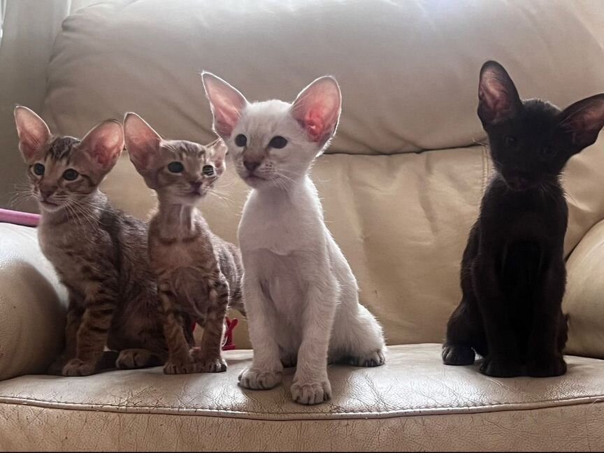 Ориентальне котята