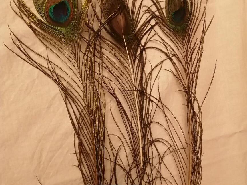 Перо павлина