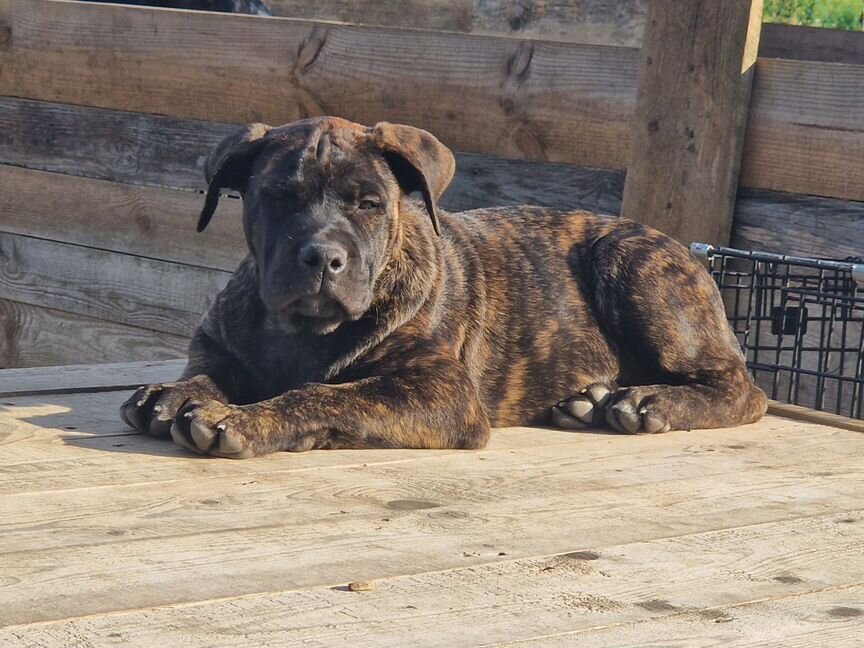 Мальчик ка де бо