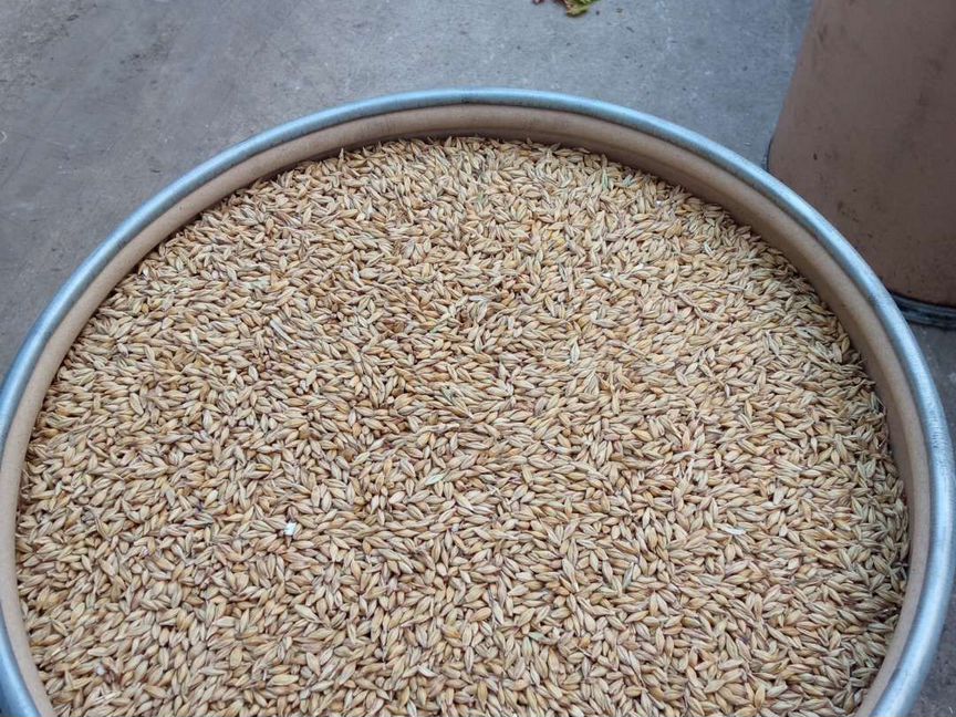 Ячмень зерно