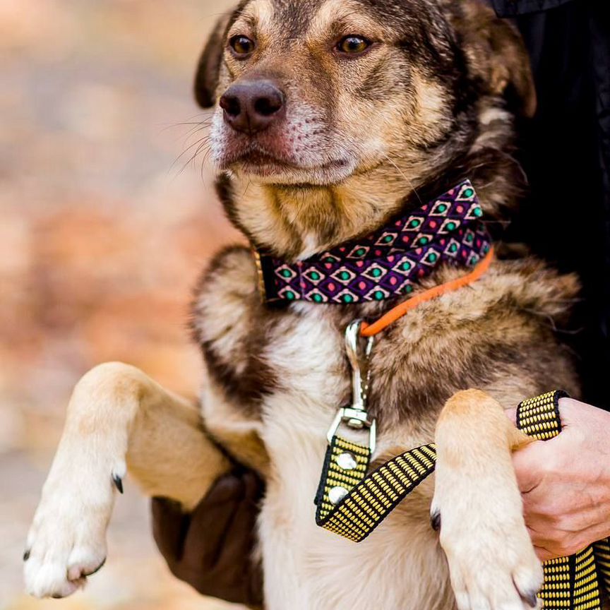 Собака в добрые руки отдам бесплатно