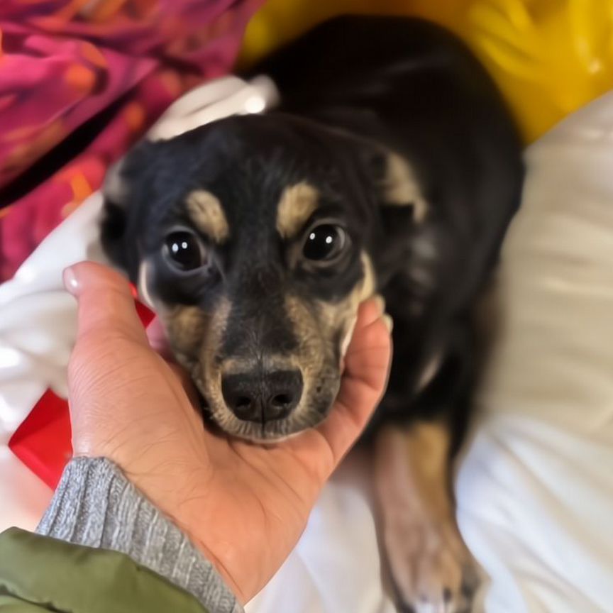 Щенок в добрые руки