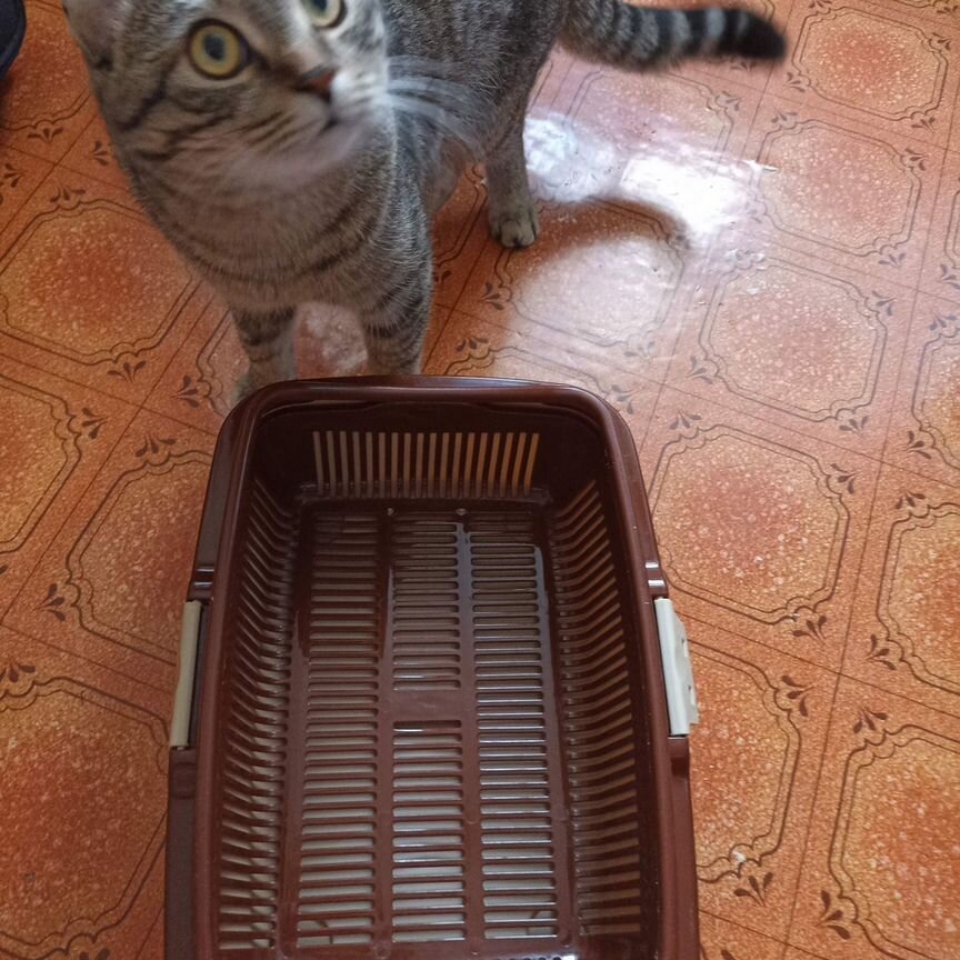 Туалет для котенка