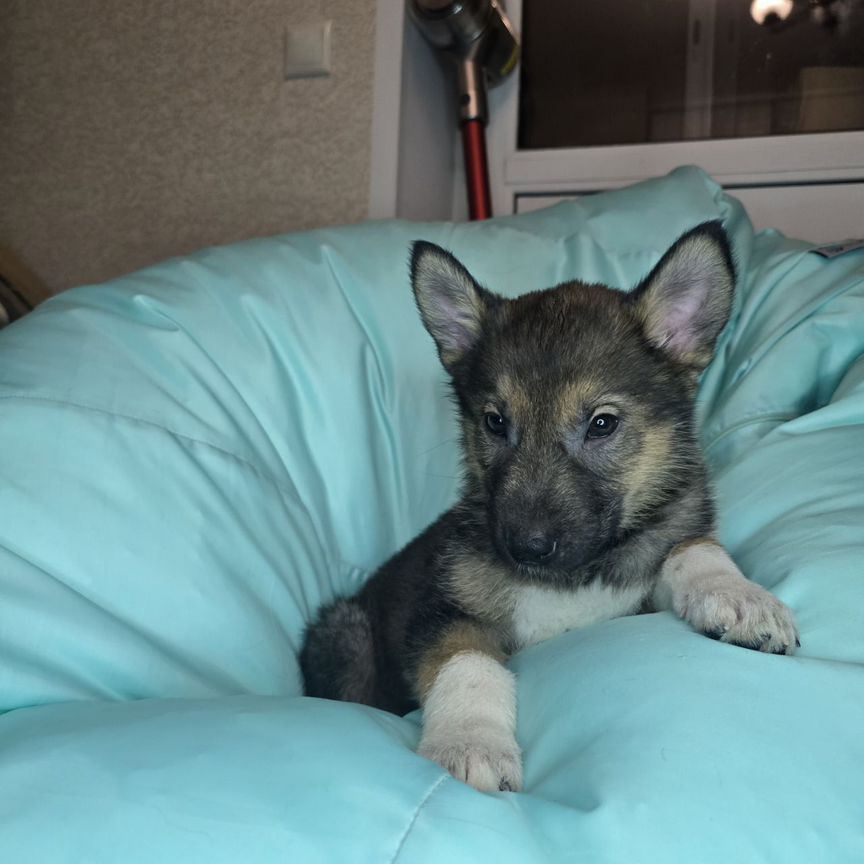 Щенок 2 месяца в добрые руки бесплатно дар