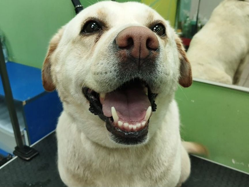 Лабрадор, добрая девочка 3 года