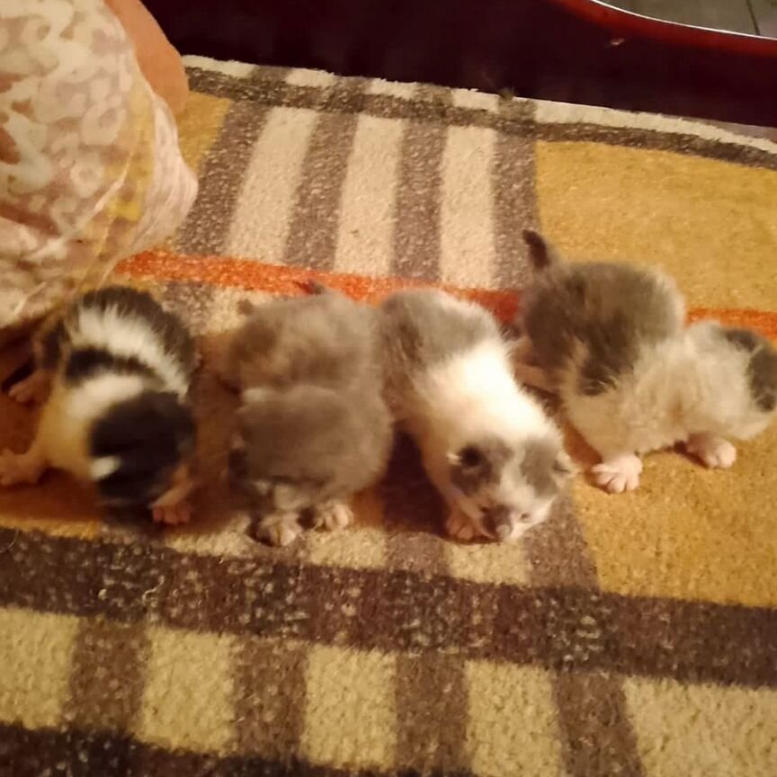 Котята в добрые руки
