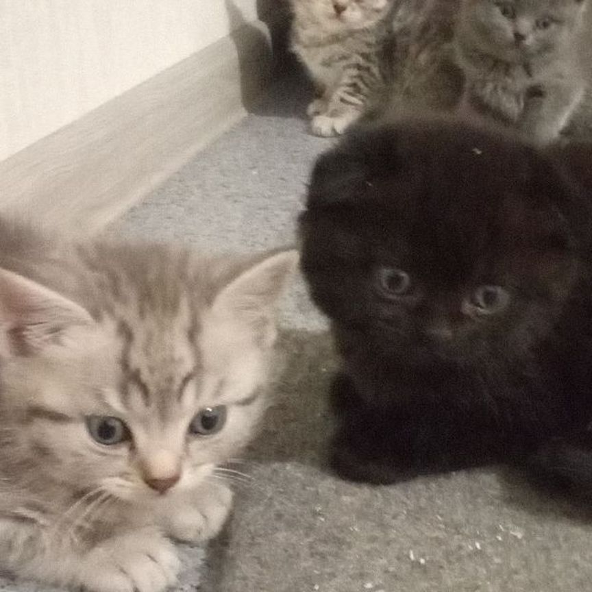 Продам котят Британские