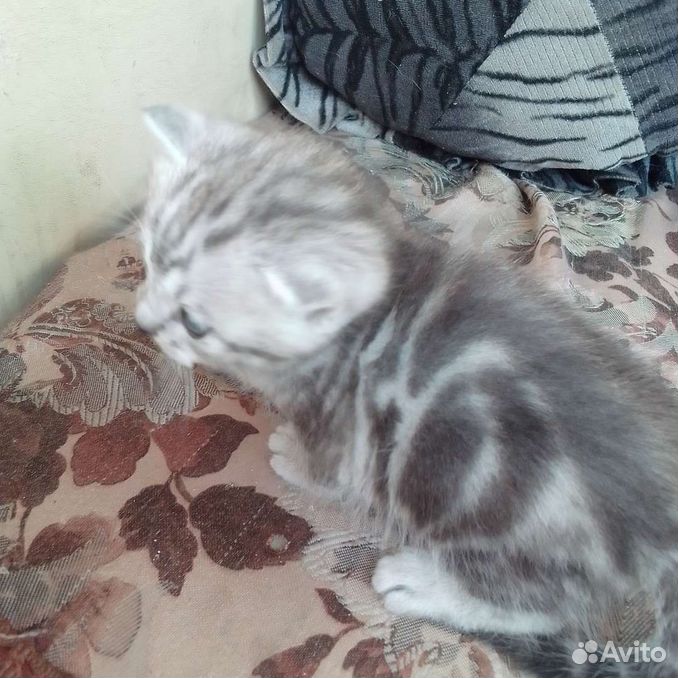 Шотландский мраморный котенок