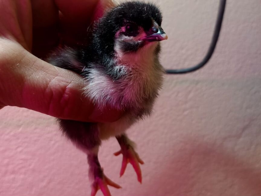 Цыплята Маран Белый и Маран Чёрно Медный