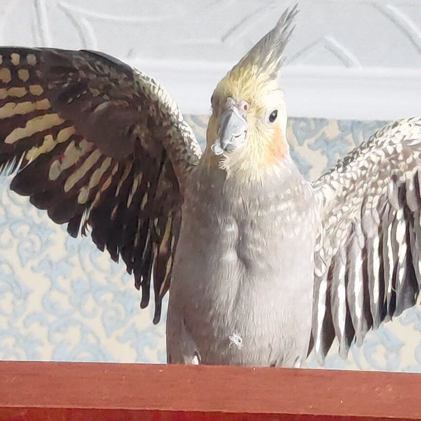 Попугай корелла с клеткой