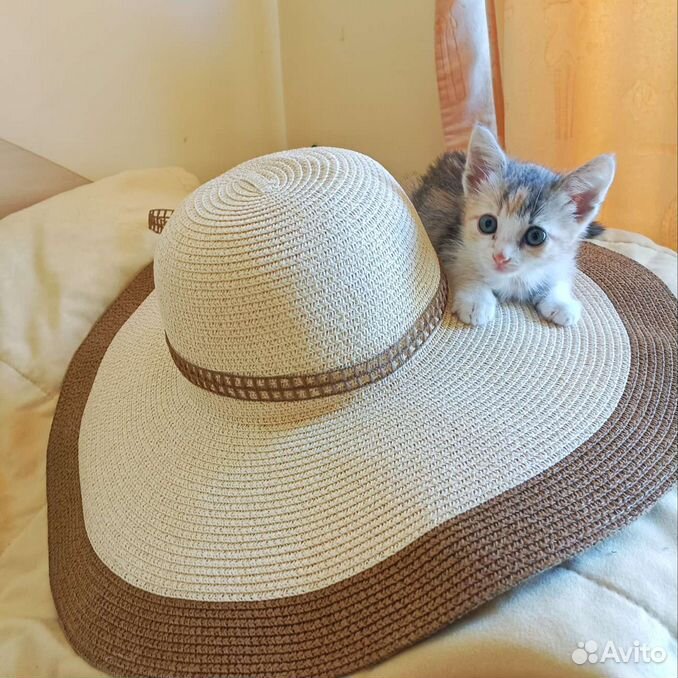 Крымская степная кошка