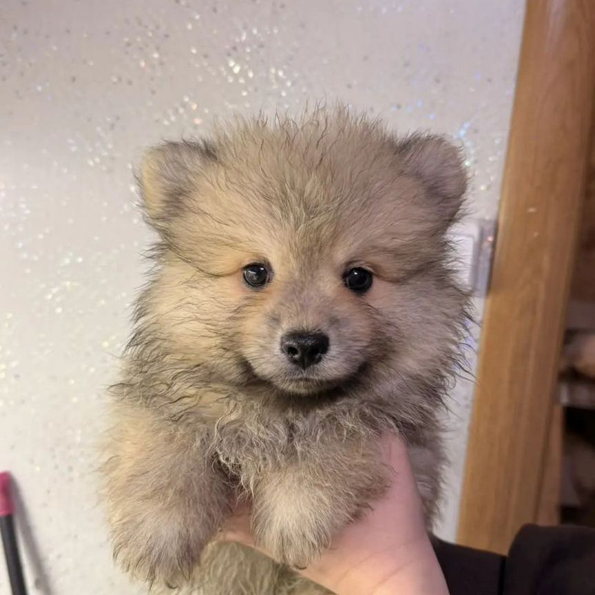 Немецкий шпиц, щенок