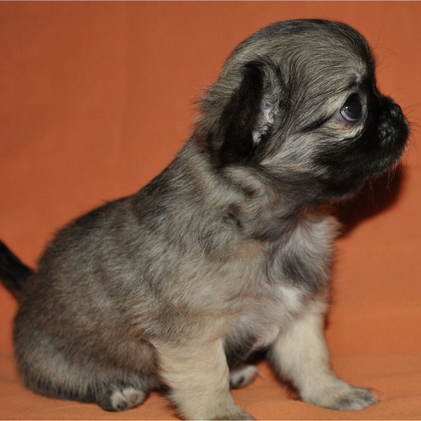 Чихуахуа, щенок