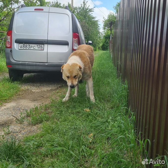Лучший охранник