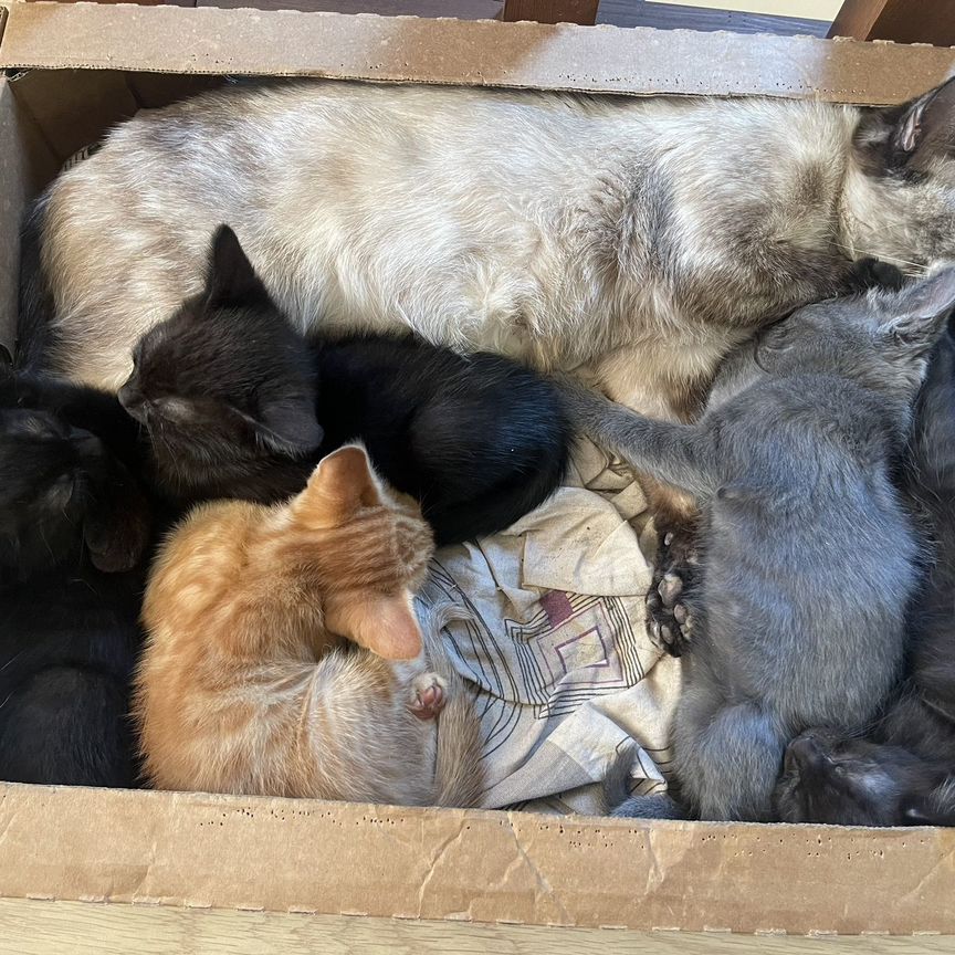 Котята в добрые руки