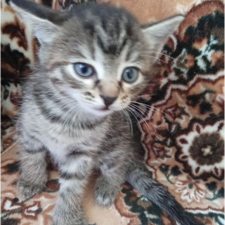 Котёнок в добрые руки