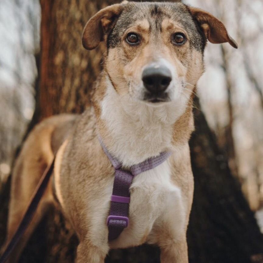 Взрослая собака в добрые руки