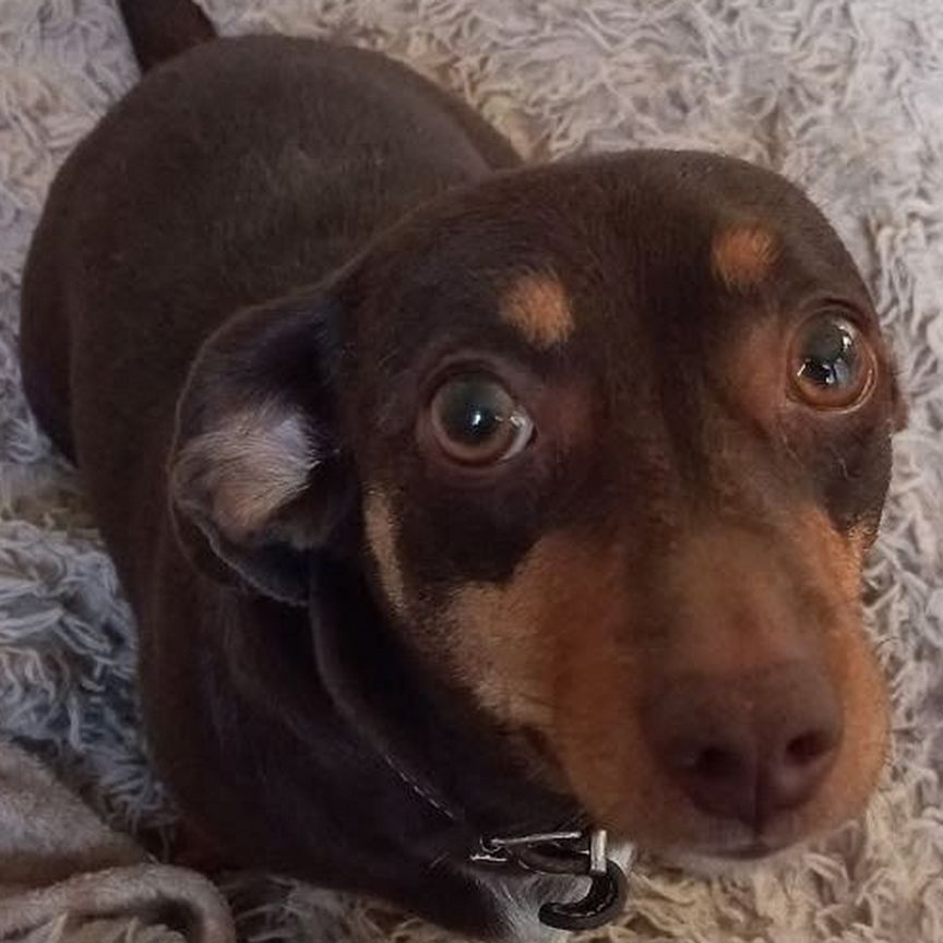 Такса, взрослая собака