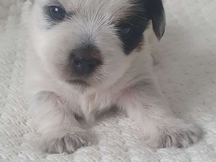 Щенок Бивер-йорк