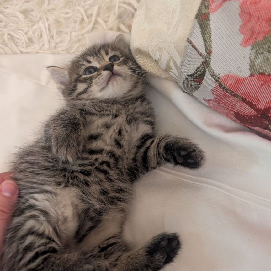 Котёнок в добрые руки