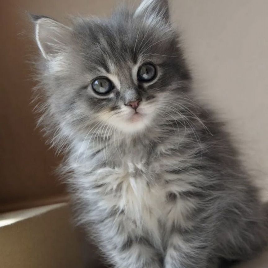 Котенок