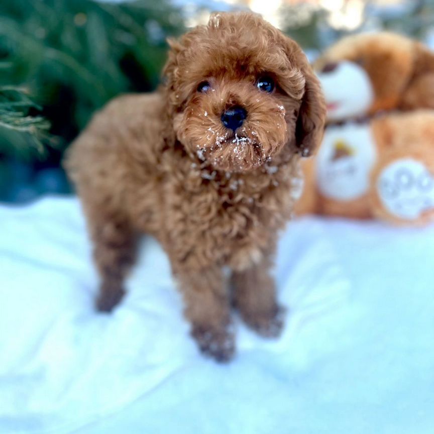 Выбор Тедди и мальтипу