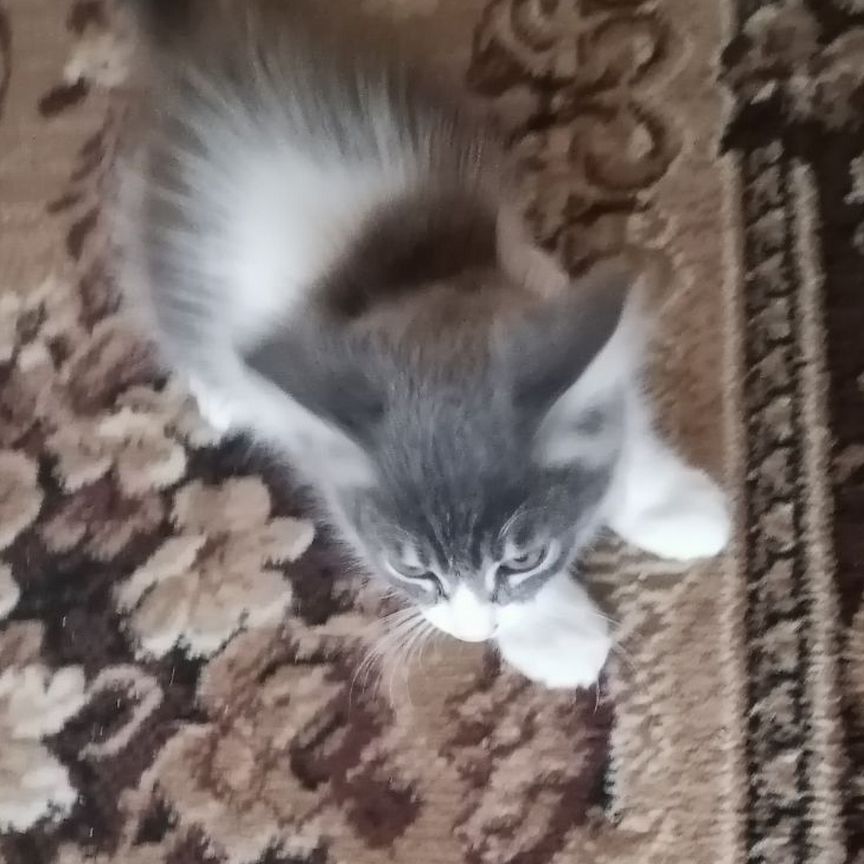 Котятенок в добрые руки