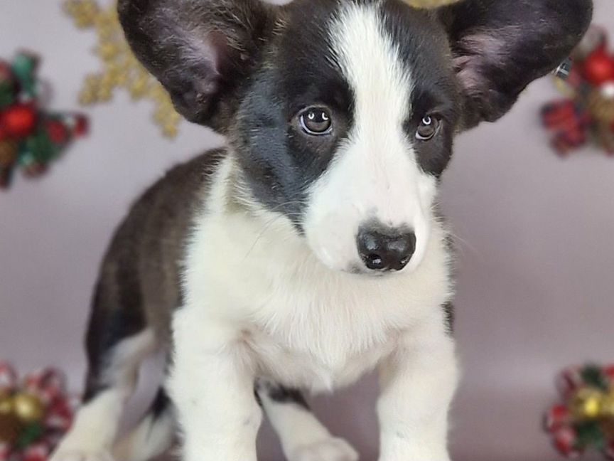 Вельш-корги кардиган мальчик