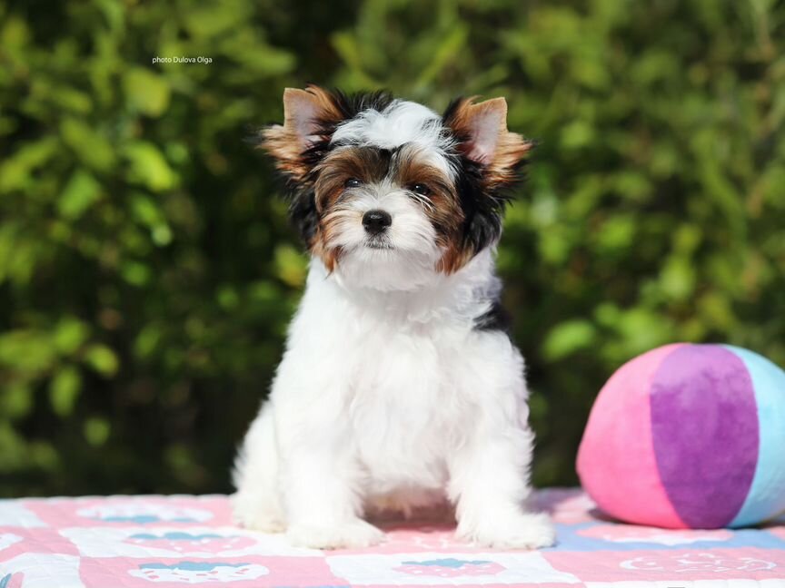 Бивер терьер