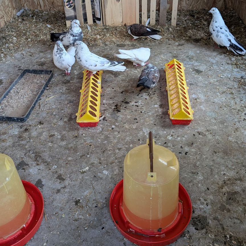 Продажа николаевских голубей