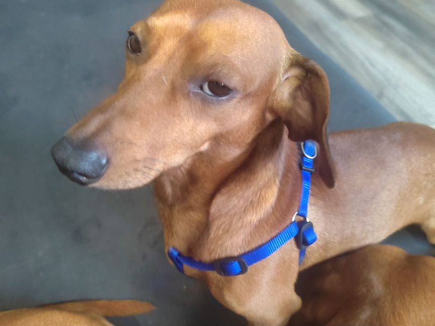 Собаки бесплатно такса