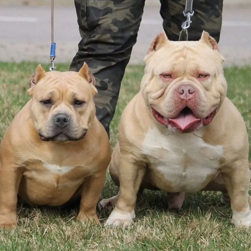 Американский булли, щенок