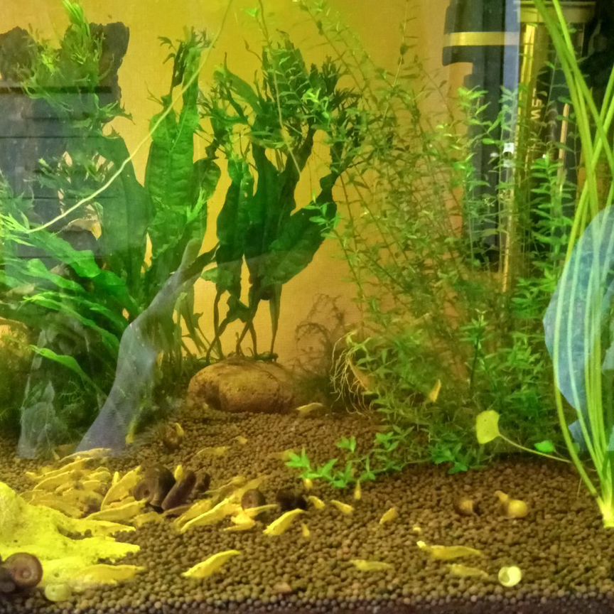 Аквариум с креветками