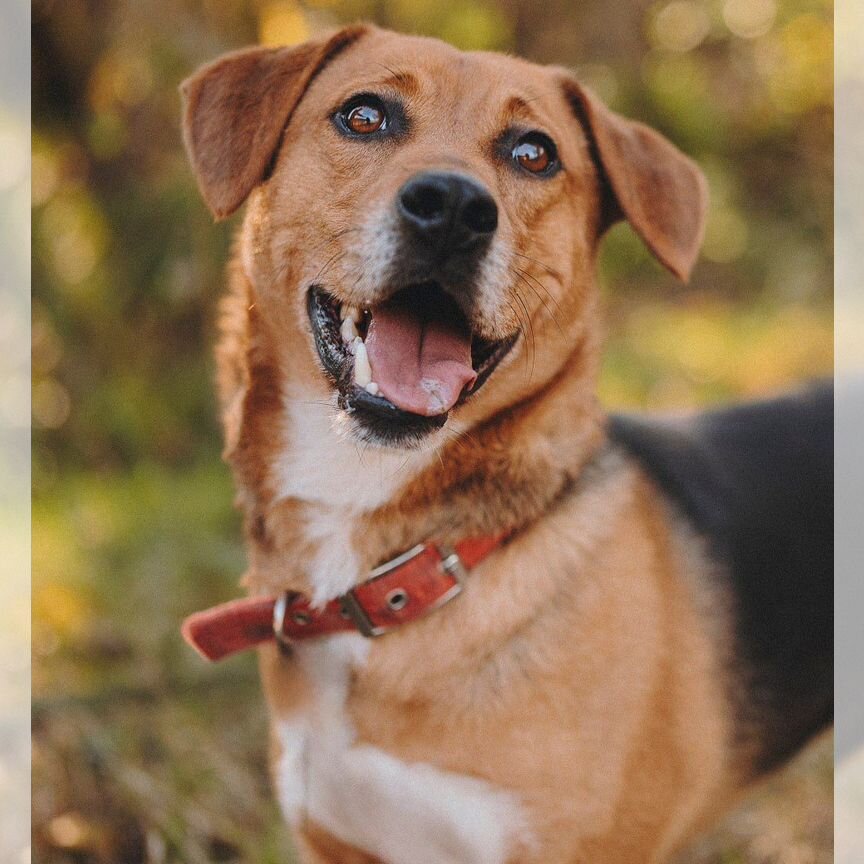 Пинчер помесь в добрые руки