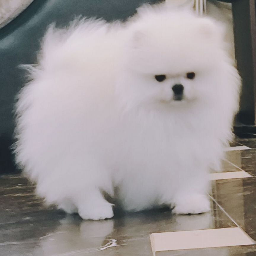 Померанский шпиц в типе мишка мини мальчики