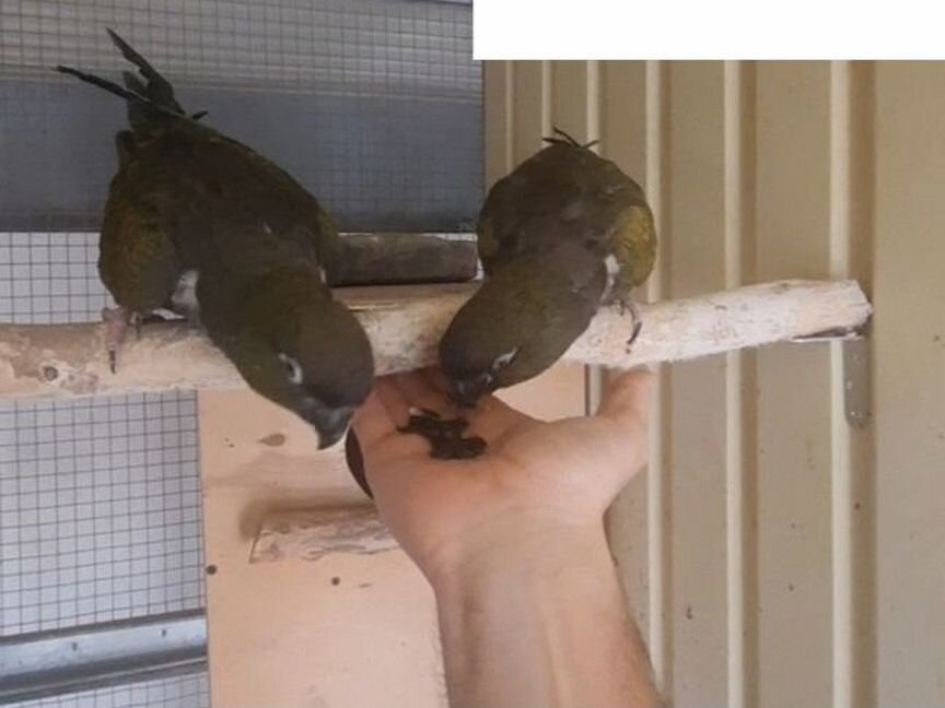 Супер ручные патагонские попугаи