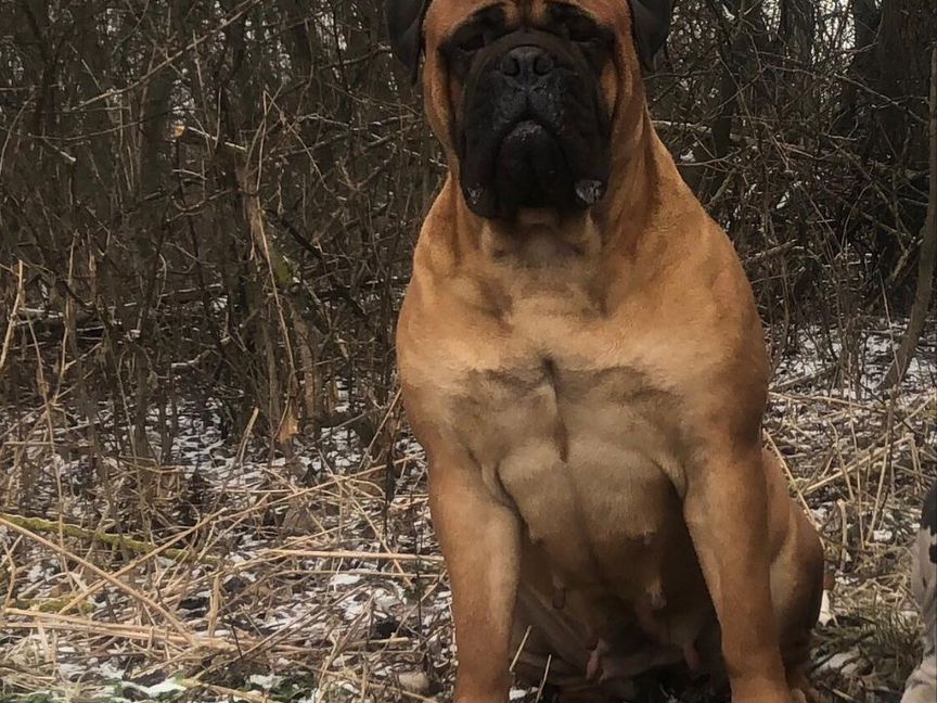 Щенки бульмастифа
