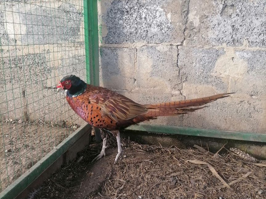 Охотничий фазан