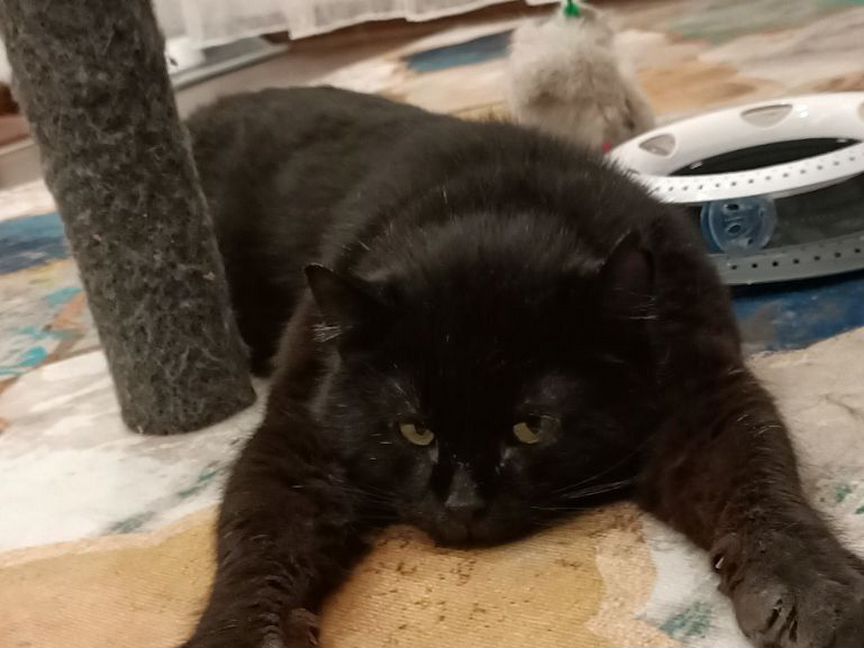 Большой черный кот в добрые руки