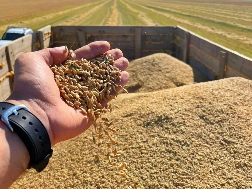 Зерно Ячмень, пшеница, рулон соломы