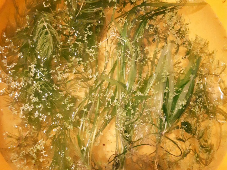 Забронированы Растения для аквариума