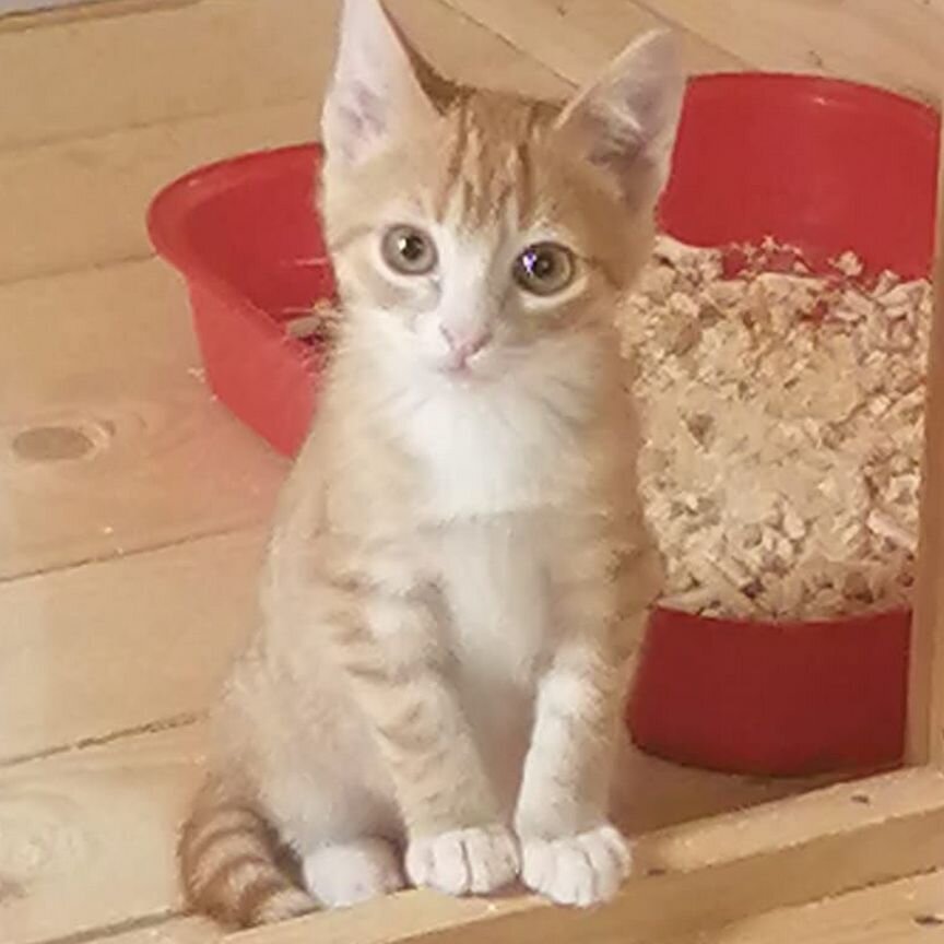 Маленький котенок, мальчик, в добрые руки