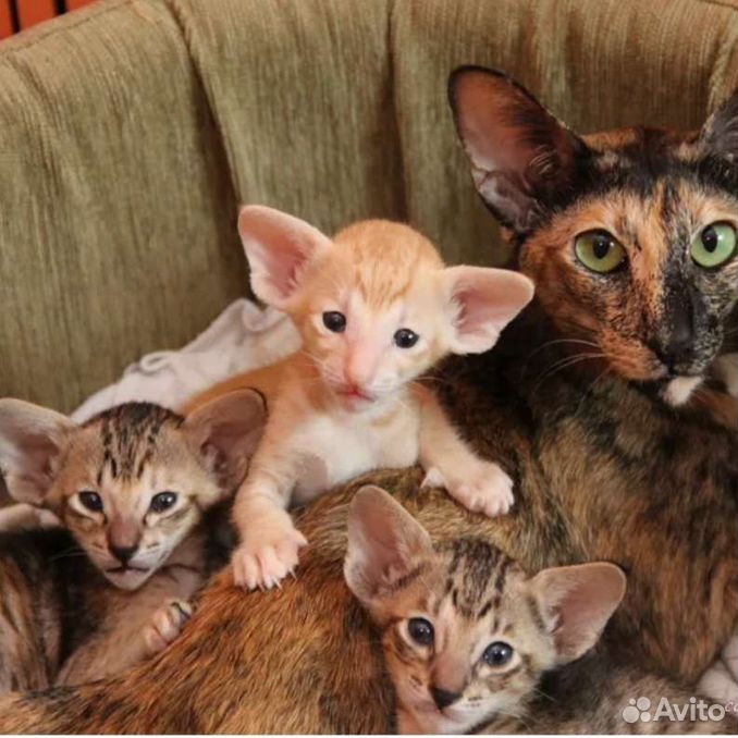 Настоящие ориентальные дети