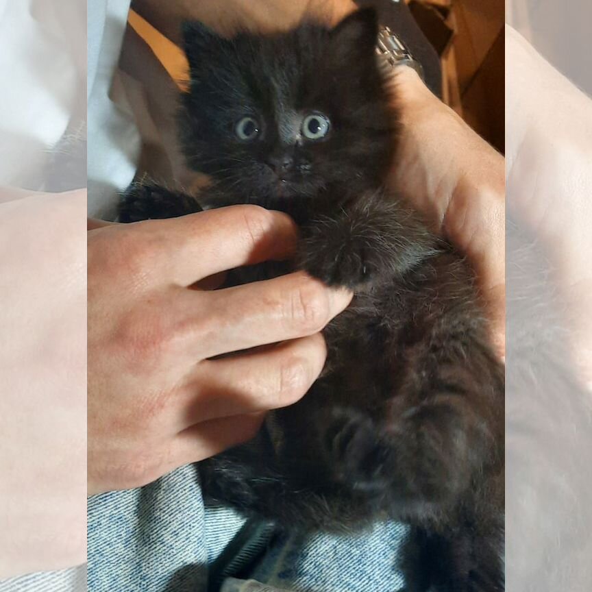 Домашние животные котята бесплатно