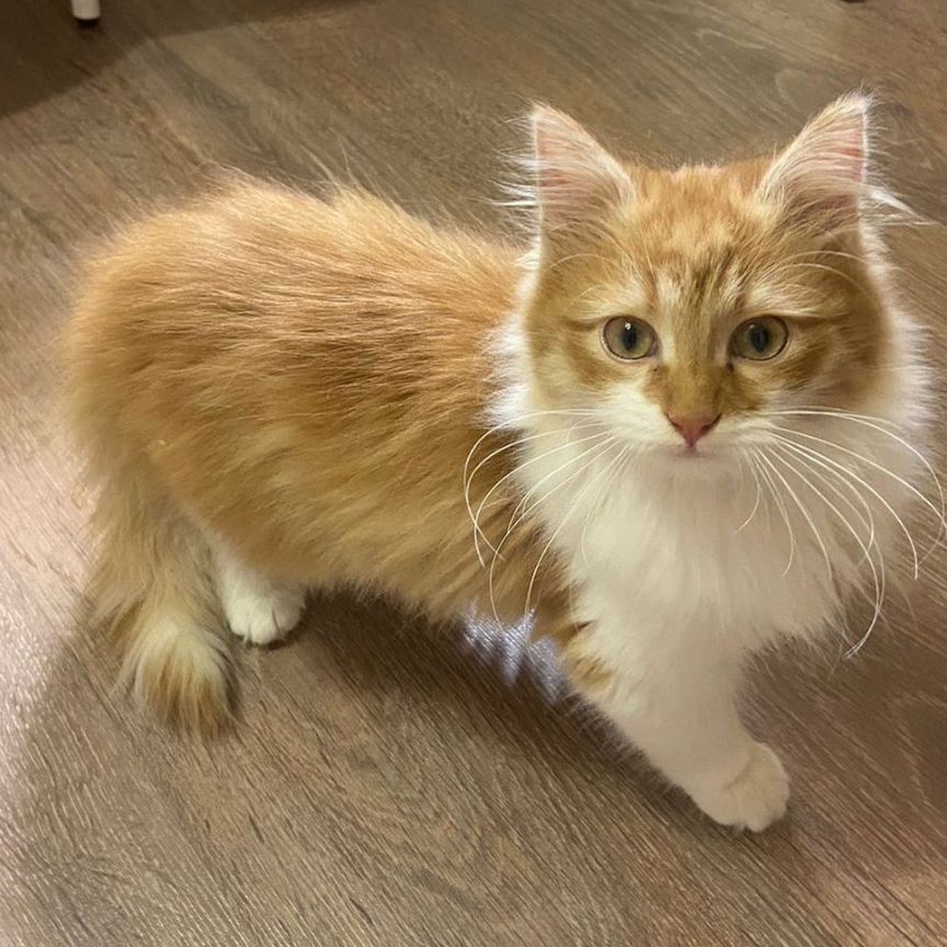 Котенок мальчик 3мес в добрые руки