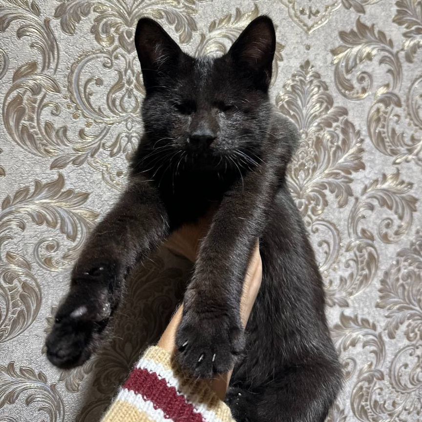 Котенок инвалид ищет дом