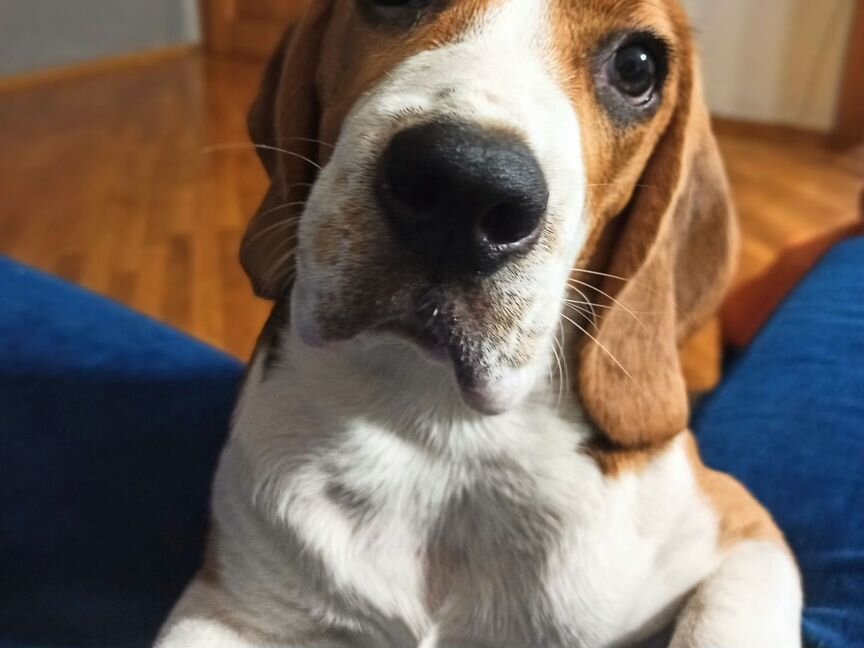 Бигль 6 месяцев щенок