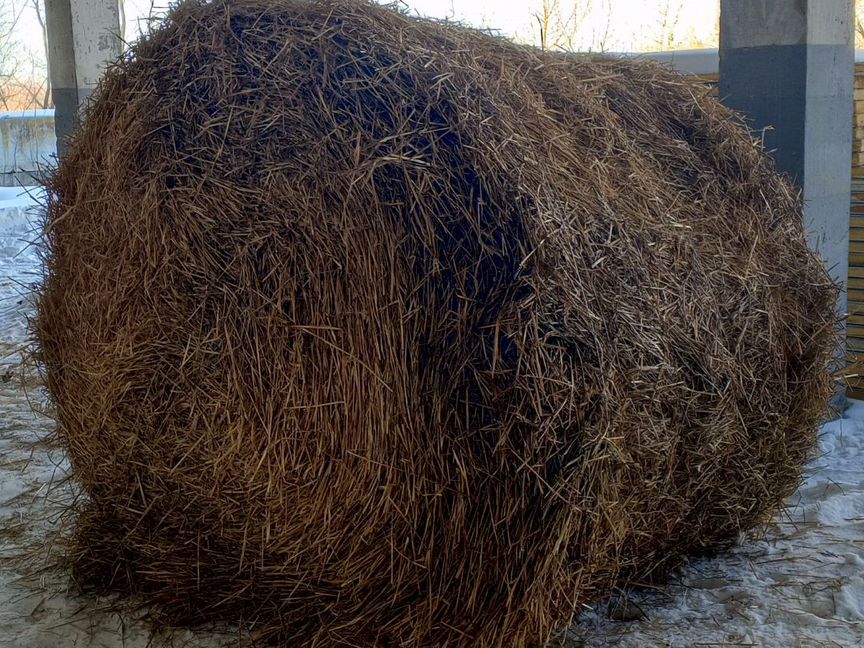 Солома пшеничная в рулонах 180